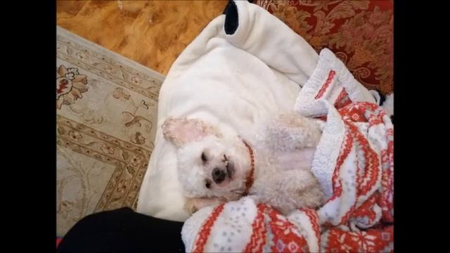 #LARISSATRI - СПЯТ УСТАЛЫЕ ИГРУШКИ