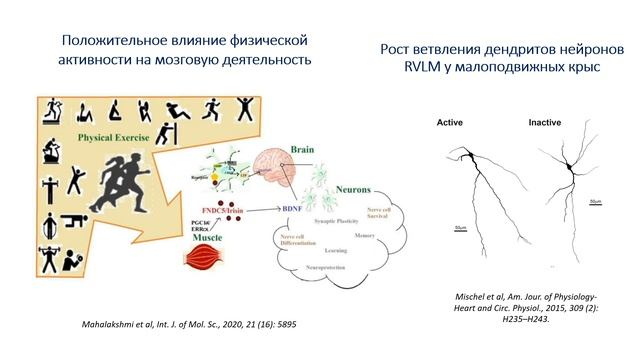 Лазаренко В. C. - Физиология и современная медицина. Цикл научных докладов - Лекция 2