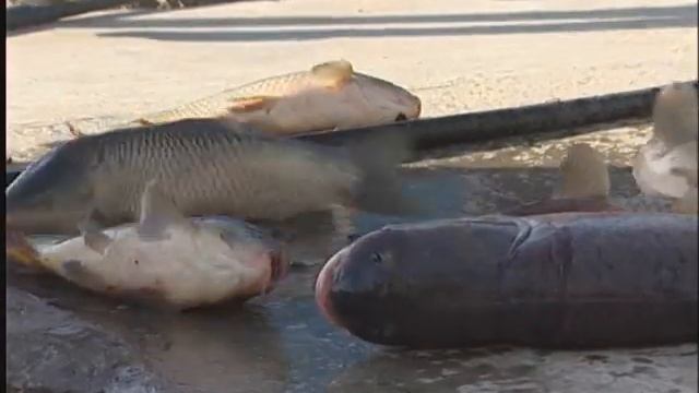 Выпуск новостей "Наше время. Астрахань", 29.10.2008