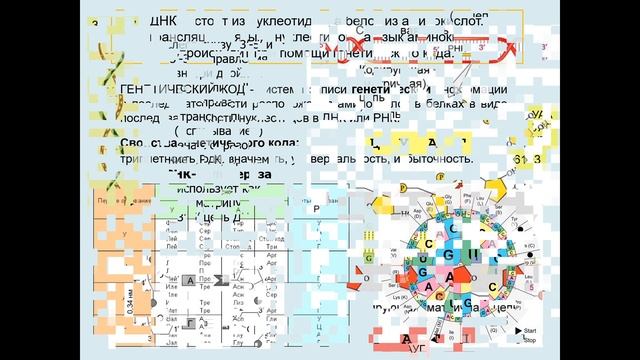 Дубынин В. А. - Физиология иммунитета - 6. Вирусы: жизненный цикл и иммунная система