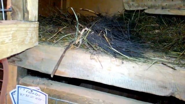 Нападение крольчихи, защита гнезда с крольчатами