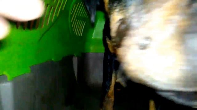 Охота на барсука, последствие. Барсук порвал Ягдтерьера