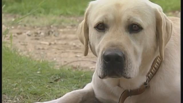 Такая работа: МЧС по Астраханской области, 2008 год