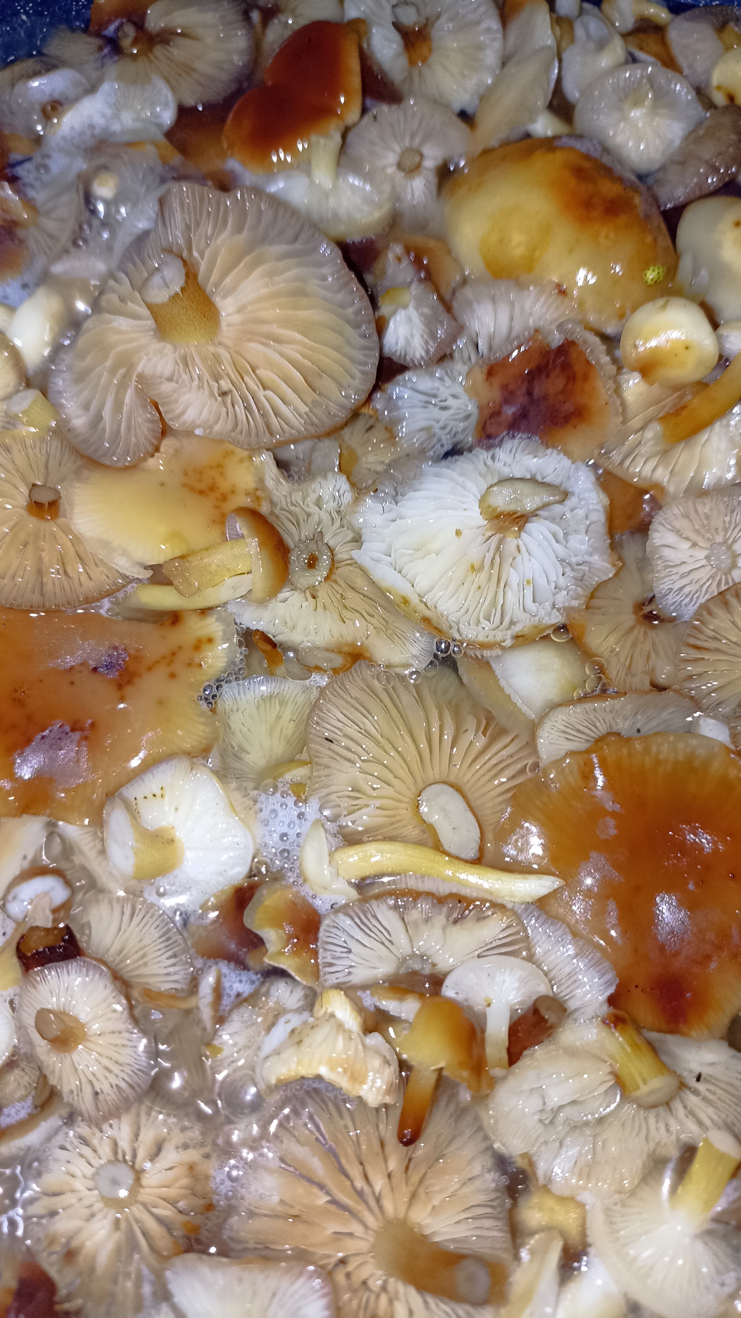 Фламмулина бархатистоножковая. Зимний опенок