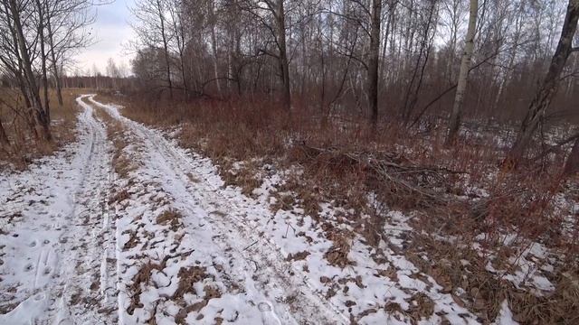 Выживший Ягдтерьер Нападение бобра // Surviving Jagdterrier Beaver Attack