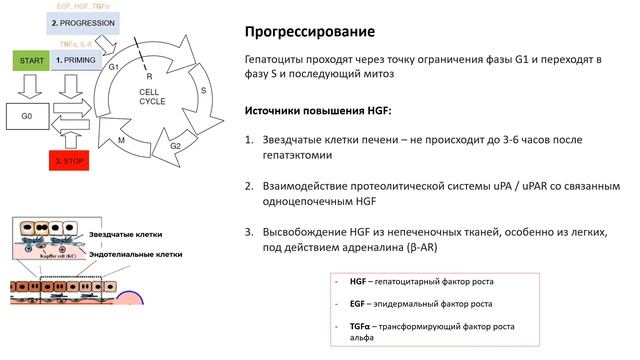 Фунтова Ю. C. - Физиология и современная медицина. Цикл научных докладов - Лекция 3