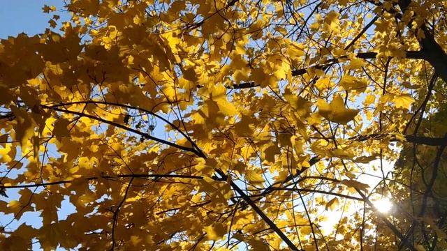 Осеннее настроение. Часть 17. #Short video