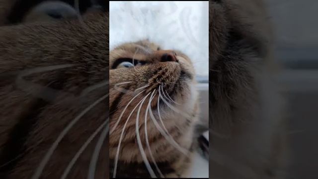 Пойдём гулять #Котик