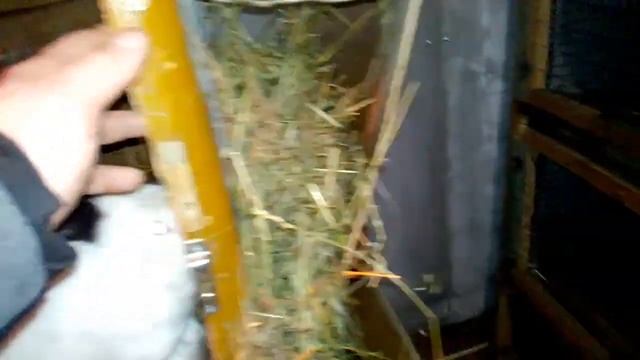 Кормление кроликов в домашних условиях