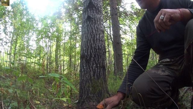 Тихая охота за черными груздями и не только.