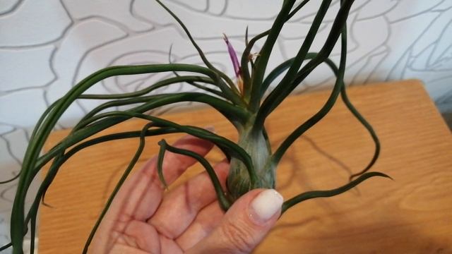 Тилландсия бульбоса цветет
