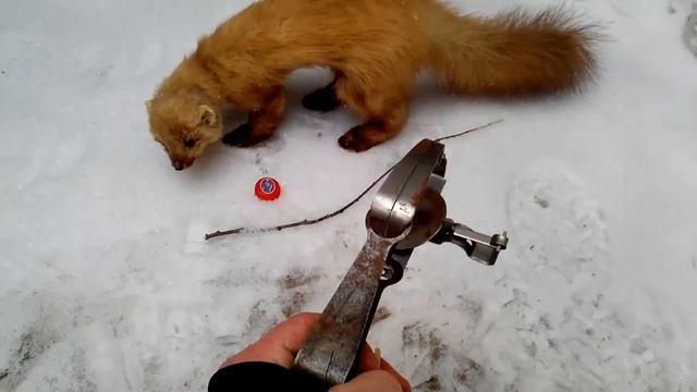 Куница. Как поймать куницу. Капкан для куницы