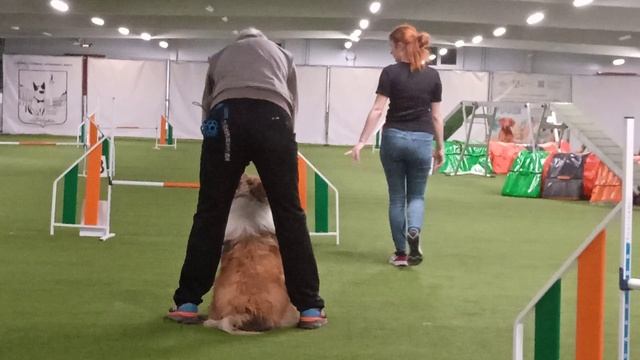 Портос, тренировка по аджилити, 02.11.24 - 2
