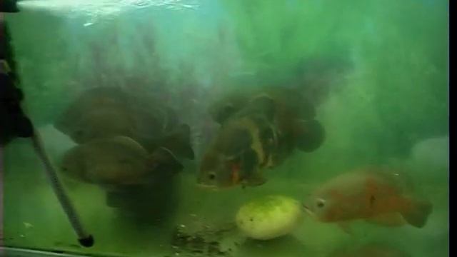 Выпуск новостей "Наше Время. Астрахань" от 28.11.2007 и 29.11.2007