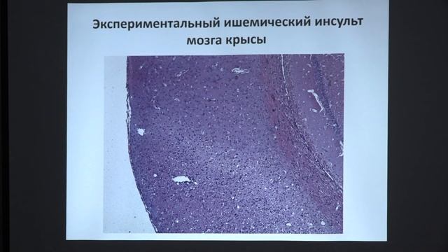 Манских В. Н. - Патология экспериментальных животных - Нарушение кровообращения