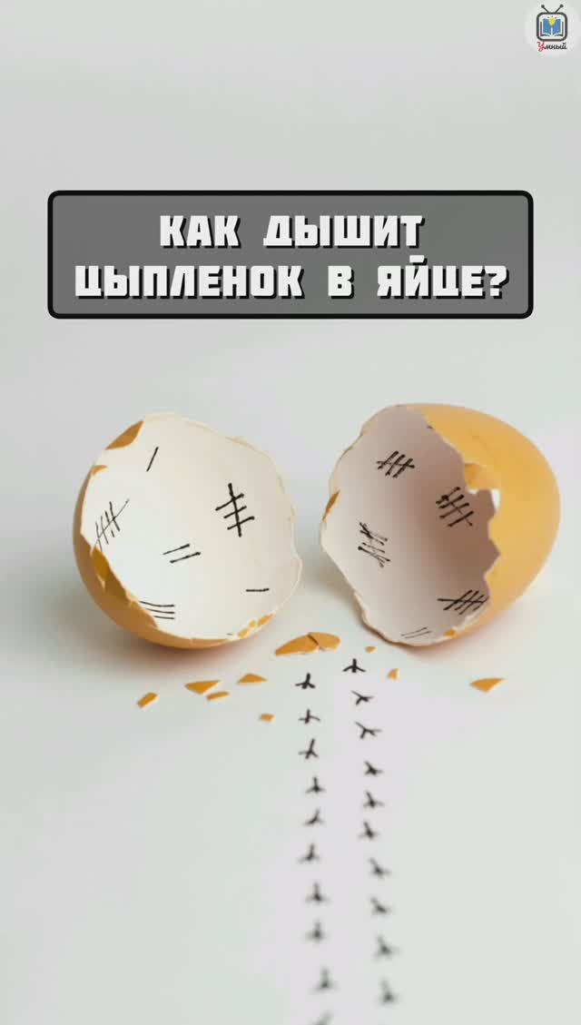 Как цыпленок дышит в яйце #факты #интересное #животные #сезонконтентаRUTUBE