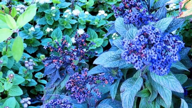 Осеннее настроение. Часть 11. #Short video.