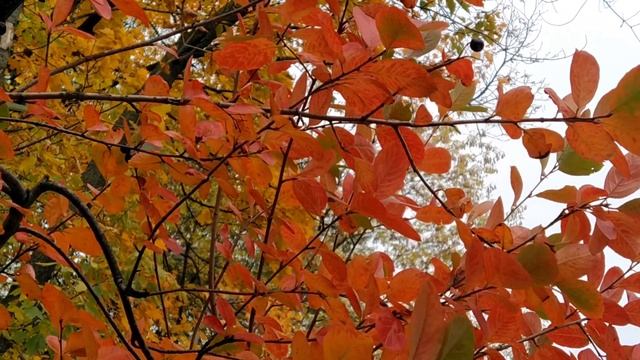 Осеннее настроение. Часть 15. #Short video