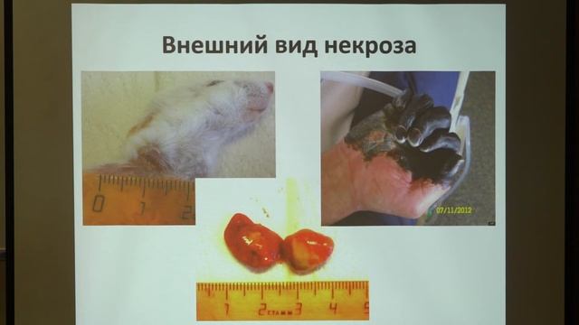 Манских В. Н. - Патология экспериментальных животных - 3. Клеточная смерть