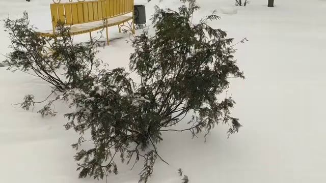 Зимы прекрасные мгновения... Верь в лучшее! #short video