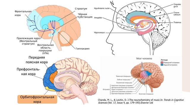 Емельянова Е. А. - Физиология и современная медицина. Цикл научных докладов - Лекция 8