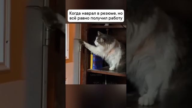 Кот-пацифист!