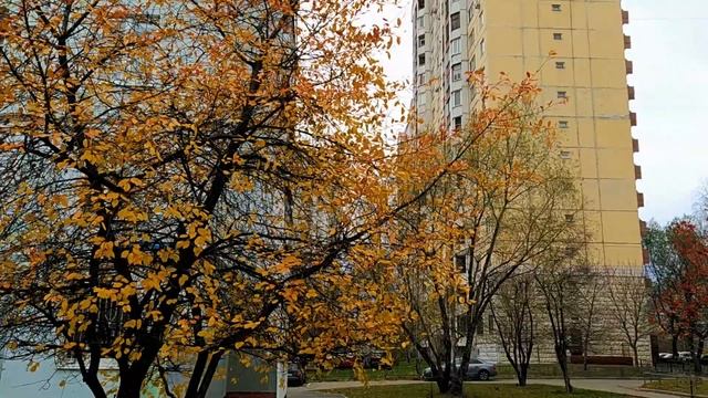 Осеннее настроение. Поздняя осень. Часть 21. #Short video