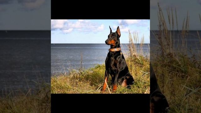 Доберман 🖤❤️🔥💗