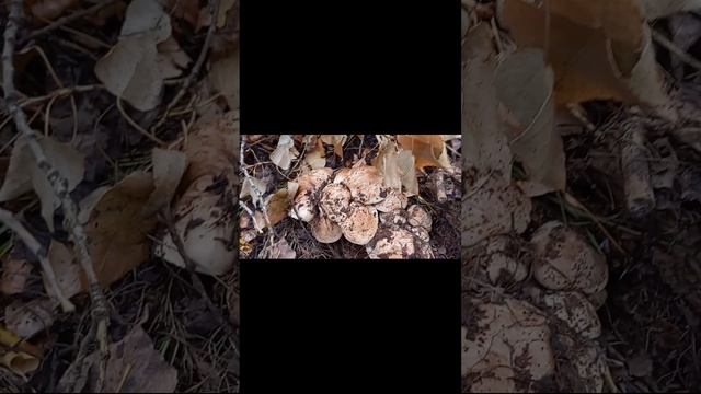 рядовка тополёвая