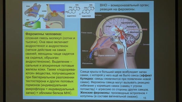 Дубынин В. А. - Физиология потребностей - 6. Любовь и привязанность