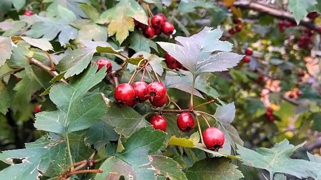 Осеннее настроение. Часть 13. #Short video