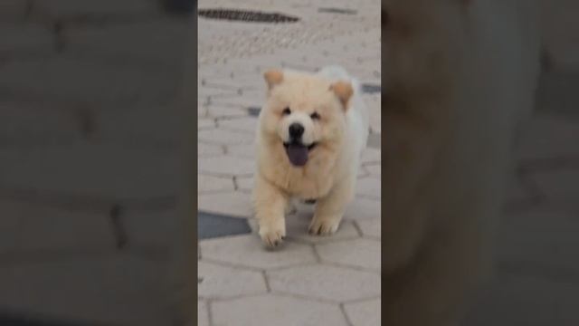 Какой красавчик...