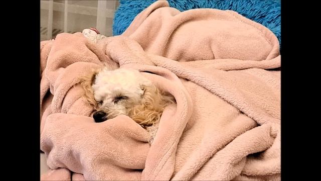 СПИ МОЯ РАДОСТЬ,УСНИ