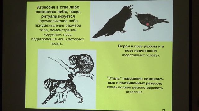 Дубынин В. А. - Физиология потребностей - 9. Иерархия. Лидерство и подчинение