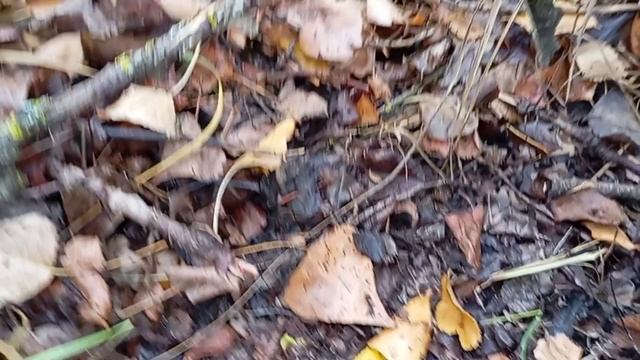 сбор грибов в ноябре.ростовская область