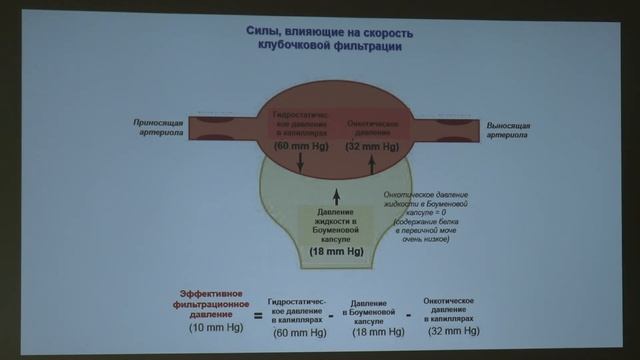 Тарасова О. С. - Физиология человека и животных. Часть 2 - 6. Функции почек