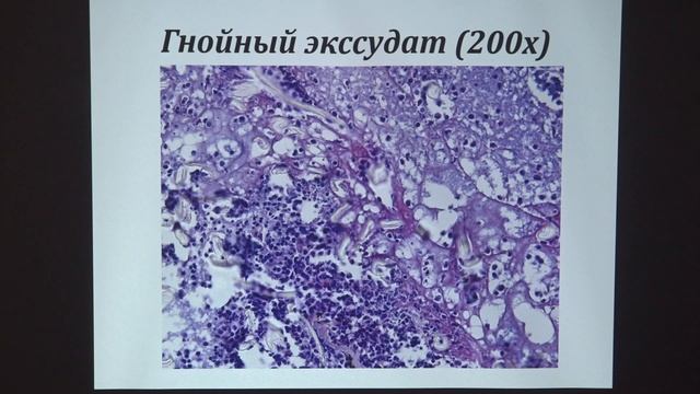 Манских В. Н. - Патология экспериментальных животных - 5. Воспаление