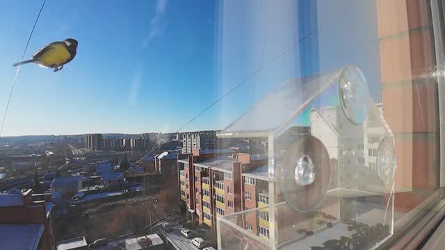 Синица в 240 кадров/сек