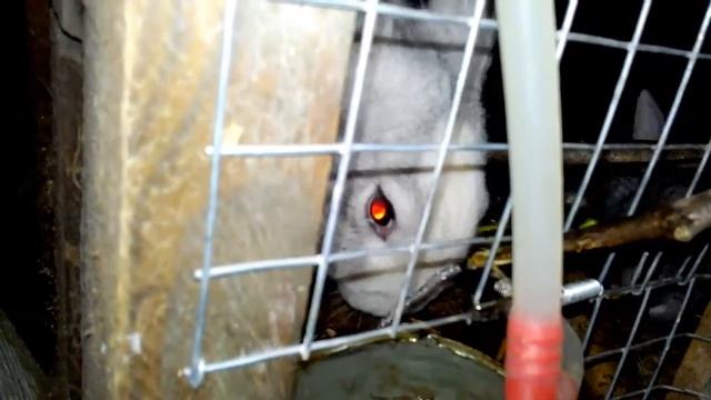 Ниппельные поилки для кроликов