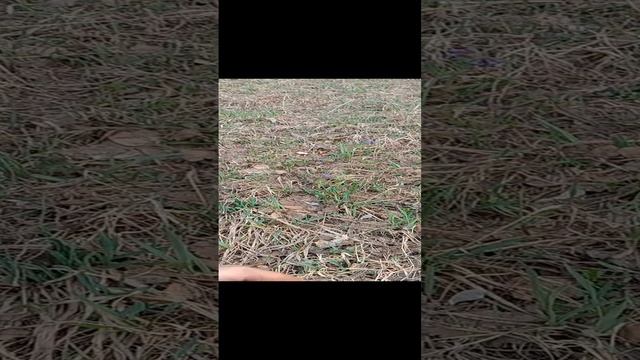 Сбор Медунки с матушкой Людмилой