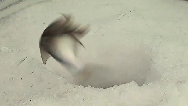 Зимняя рыбалка на прикормленном месте // Winter fishing in the baited place