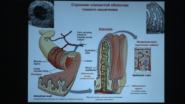 Тарасова О. С. - Физиология человека и животных. Часть 2 - 9. Физиология пищеварения. Часть 2