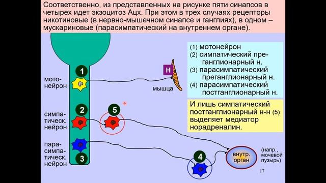 Дубынин В. А. - Химия мозга - 4. Ацетилхолин