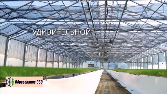 УРОК 18|7 класс. Структура растительного сообщества