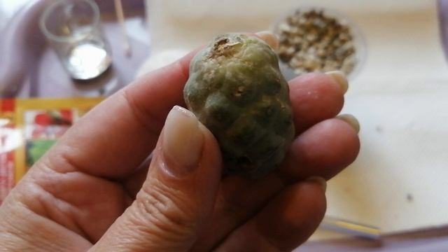 Эксперимент. Пытаюсь спасти Тефрокактус Геометрикус