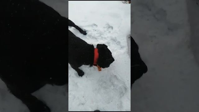 Суровый зимний день!!! 🥶