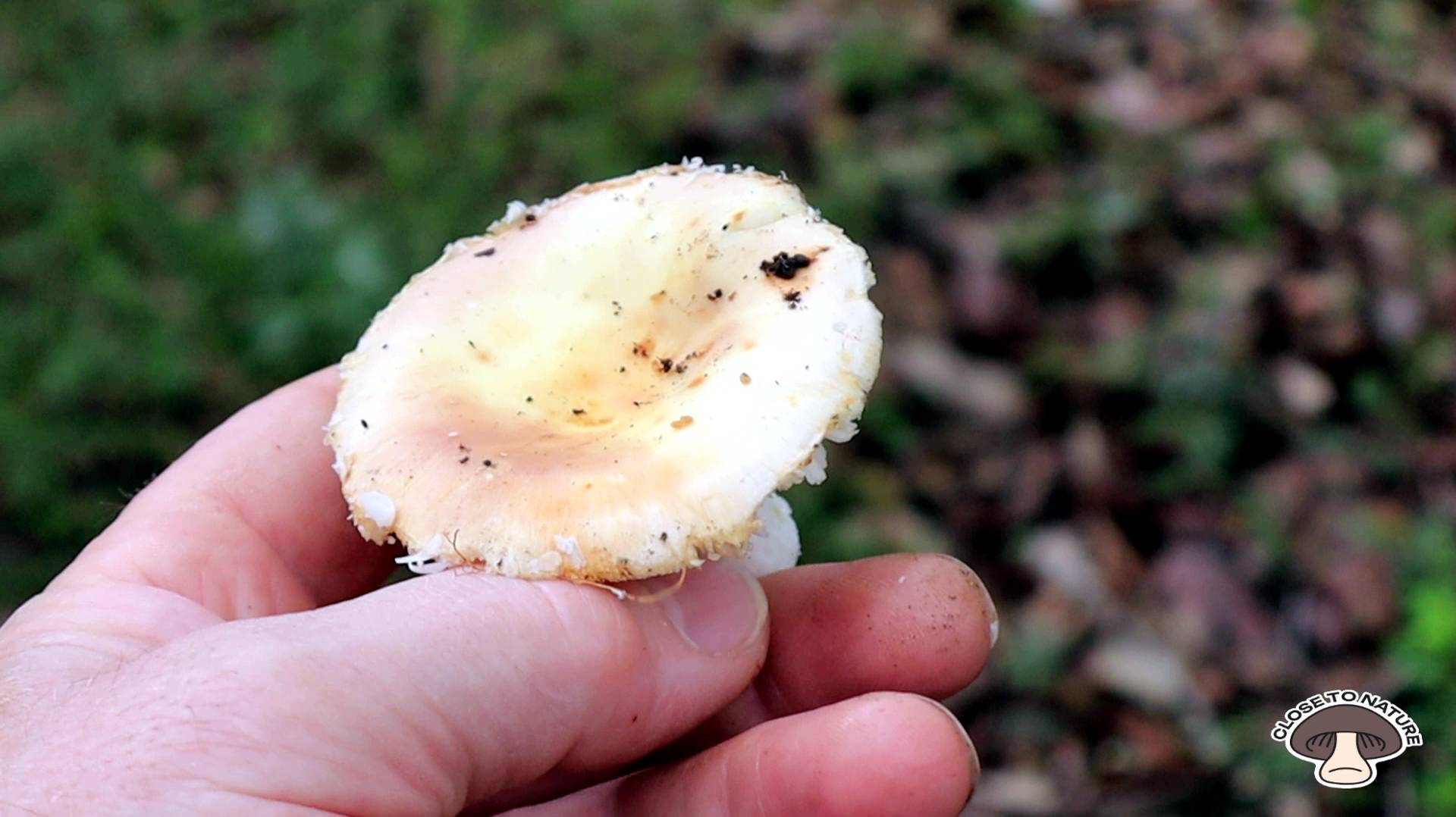 Осенние грибы.Сыроежки.Перечный.Польский гриб.