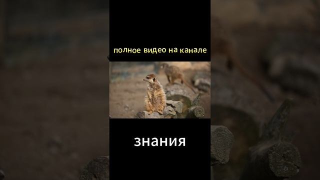 Область видимости в Javascript / JS