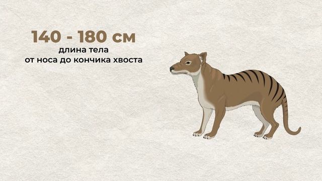 Сумчатый волк