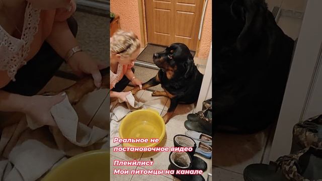 #Shorts Не постановочное видео #собака#животные#Ротвейлер